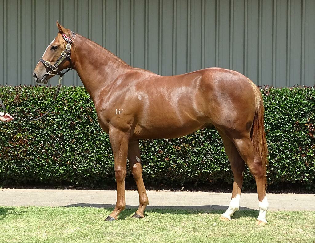 Belardo Boy (NZ) Starts New Season on a High for NZB | New Zealand ...