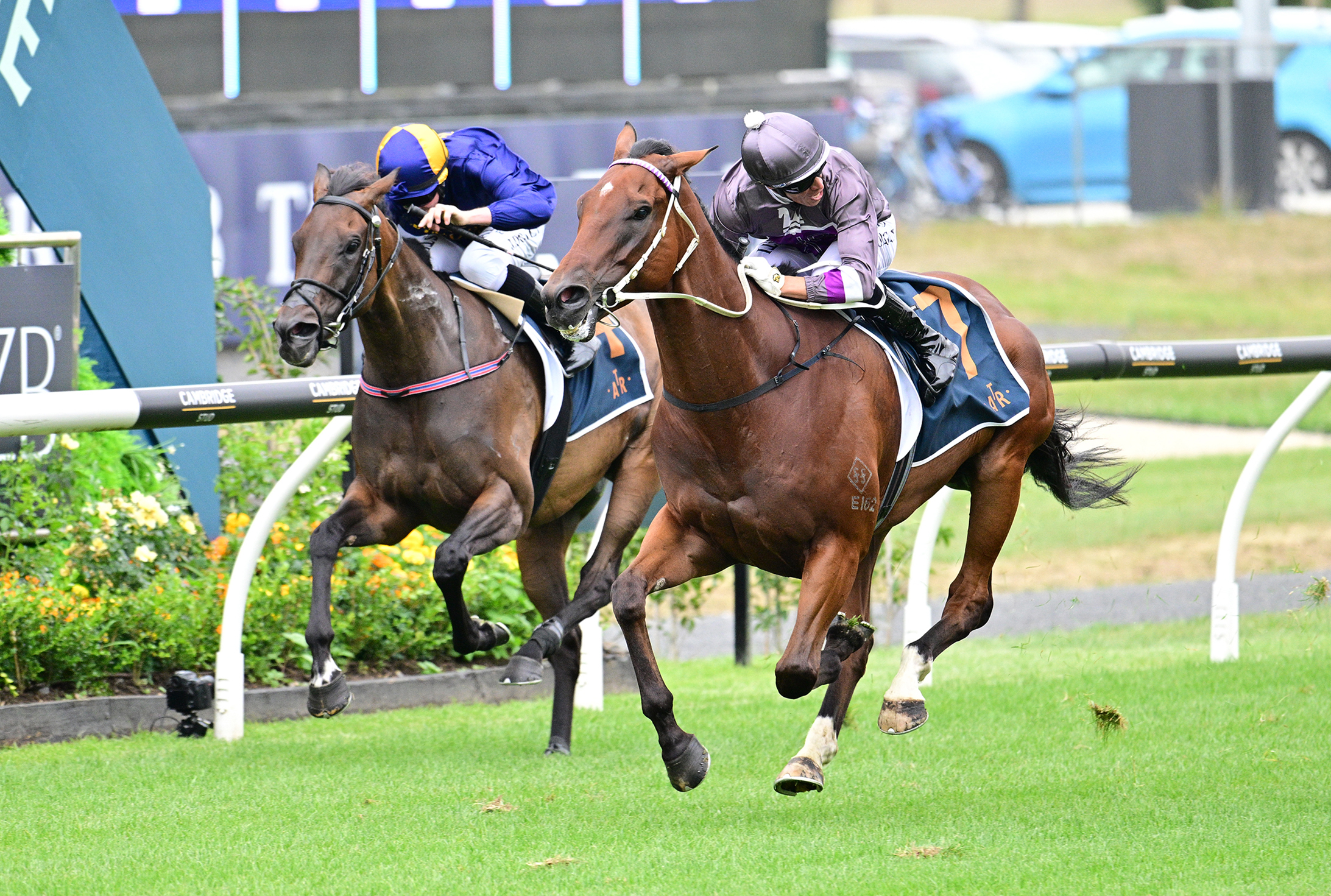 Master Fay (NZ) Maintains Perfect Record in Concorde | New Zealand ...