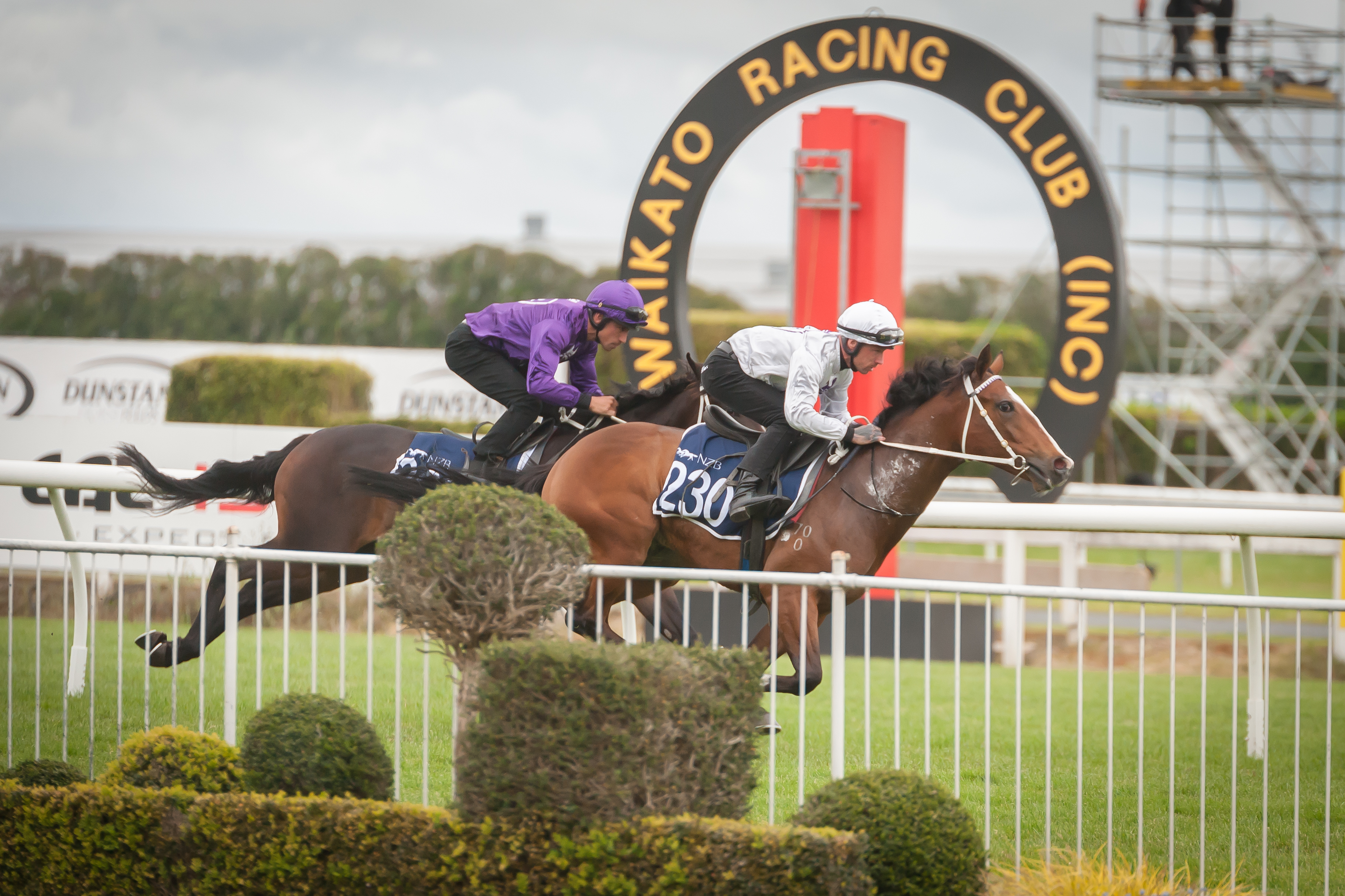 Breeze Up Footage Now Available to View Online | New Zealand Bloodstock ...